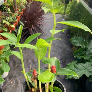 Red Button Ginger Plant (costus Woodsonii) - Tropical Lily Rhizome - Etsy