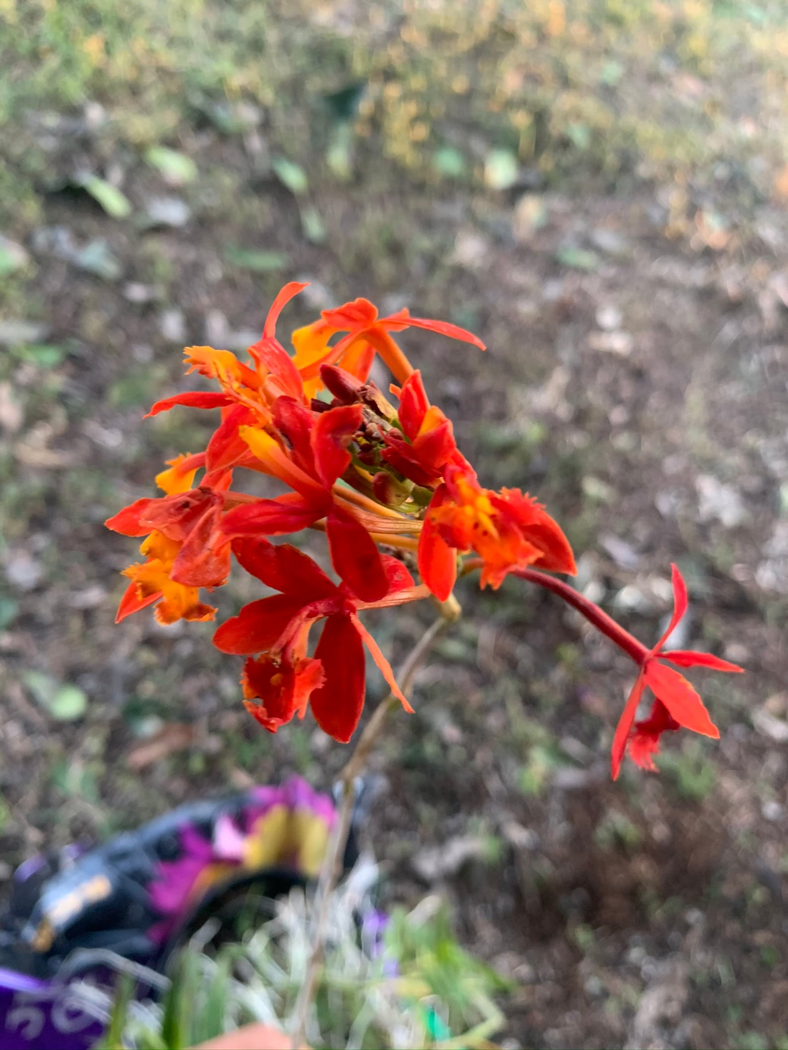 Orchid Epidendrum Radicans - Fire Star Orchid-five Star-houseplant ...