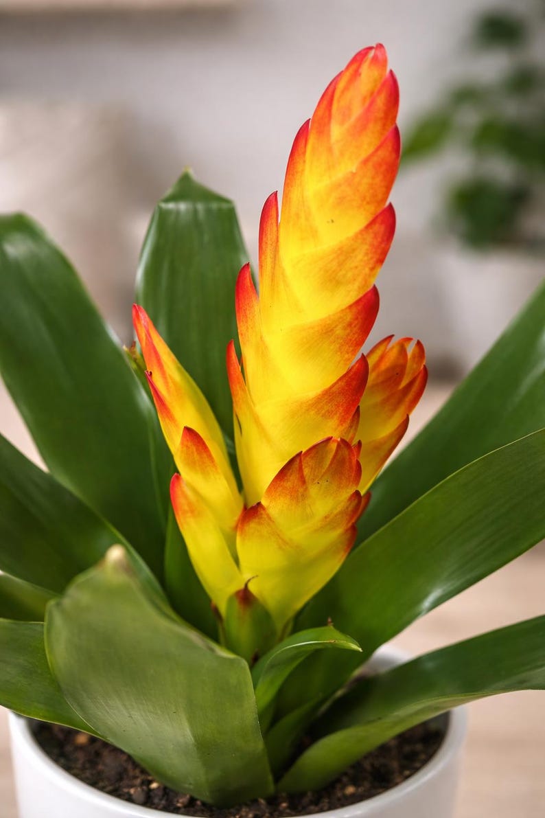 Vriesea Bromeliad Yellow With Red Border Live Plant Indoor Tropical ...