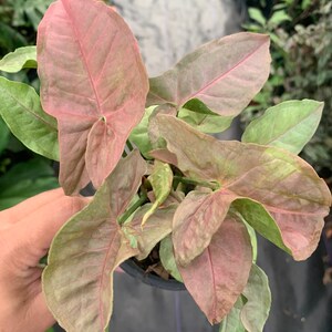 Syngonium Strawberry Cream Podophyllum, Goosefoot Plant / Nephthytis ...