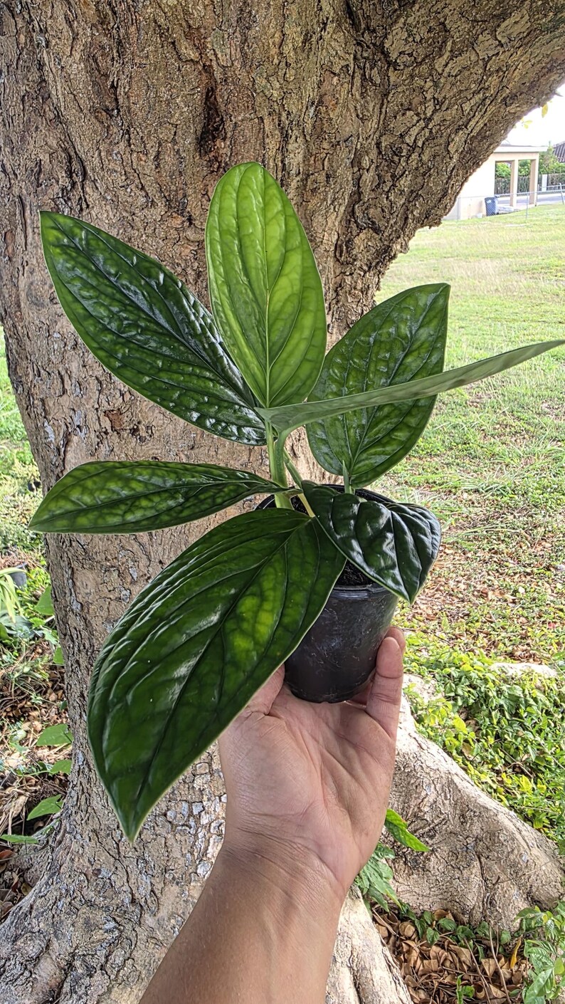Monstera Peru, Philodendron Peru Galaxy, Exotic Houseplant Collection ...