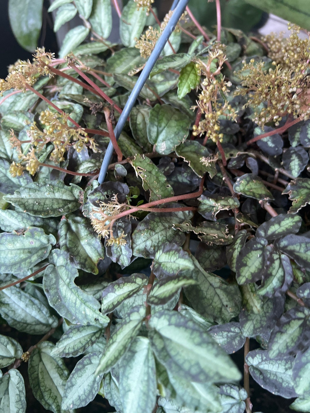 Pellionia Pulchra Plant Houseplant Interior Plant 6in Basket - Etsy