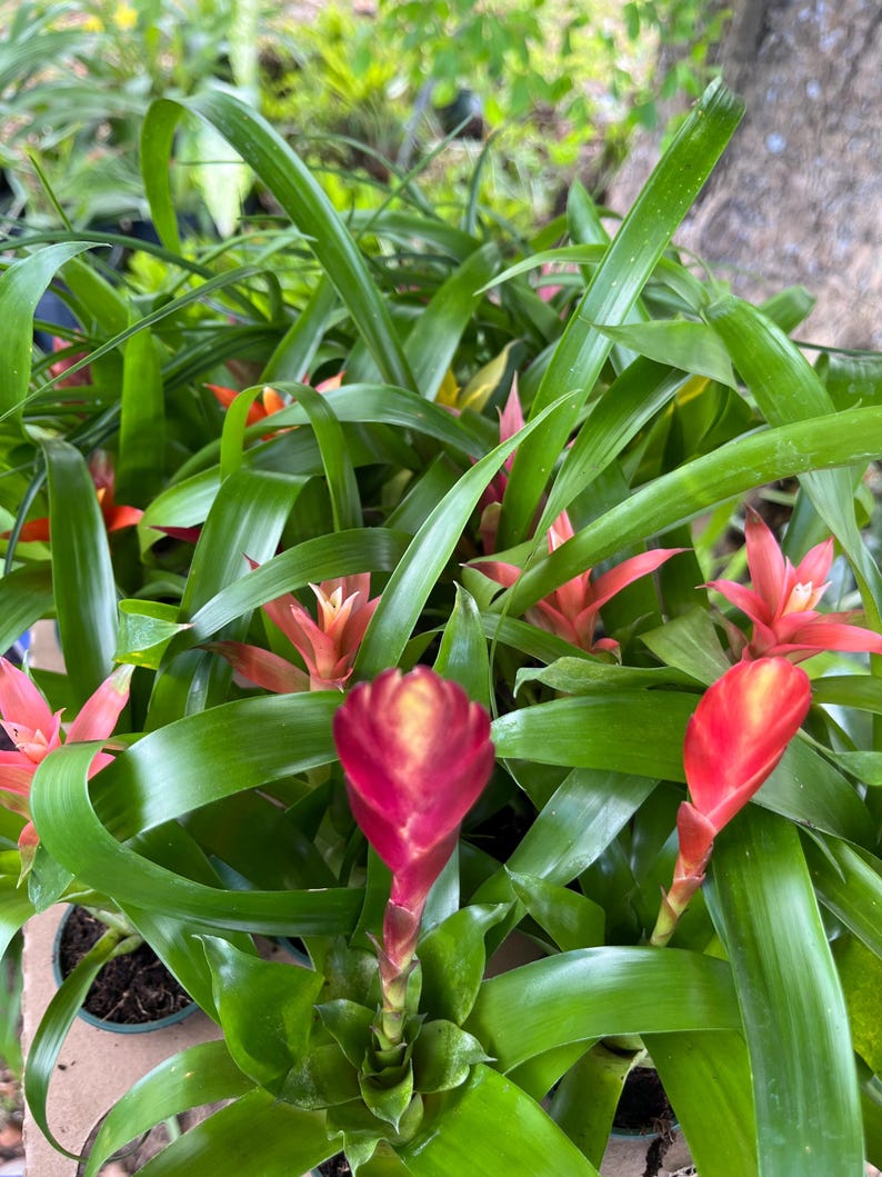 Colorful Bromeliad Garden Mix – Set of 3 Tropical Bromeliads in 2” Pots ...