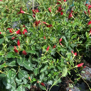 Large Red Mandevilla Vine mandevilla Sanderi Lush Tropical Flowering ...
