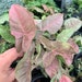 Syngonium Strawberry Cream Podophyllum, Goosefoot Plant / Nephthytis ...