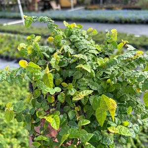 Charming Ficus Pumila Minima – Miniature Creeping Fig for Lush Greenery ...