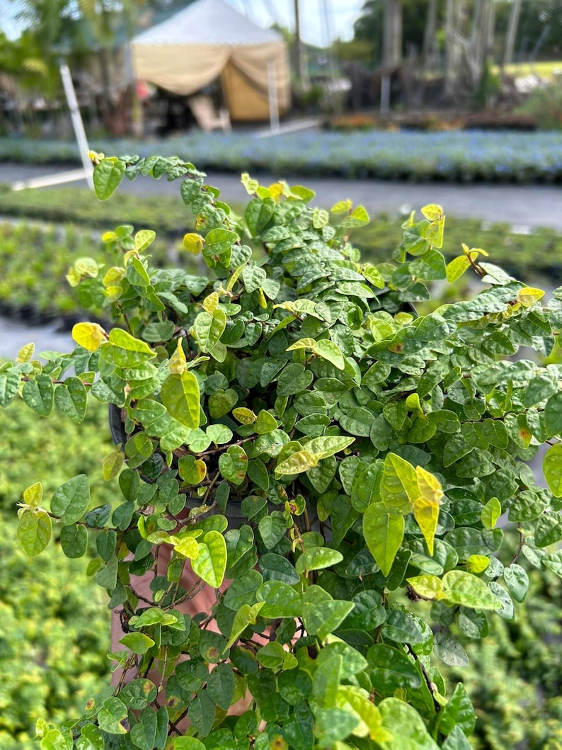 Ficus Pumila Minima Plant 6in | Mini Creeping Fig Trailing Vine, Indoor ...