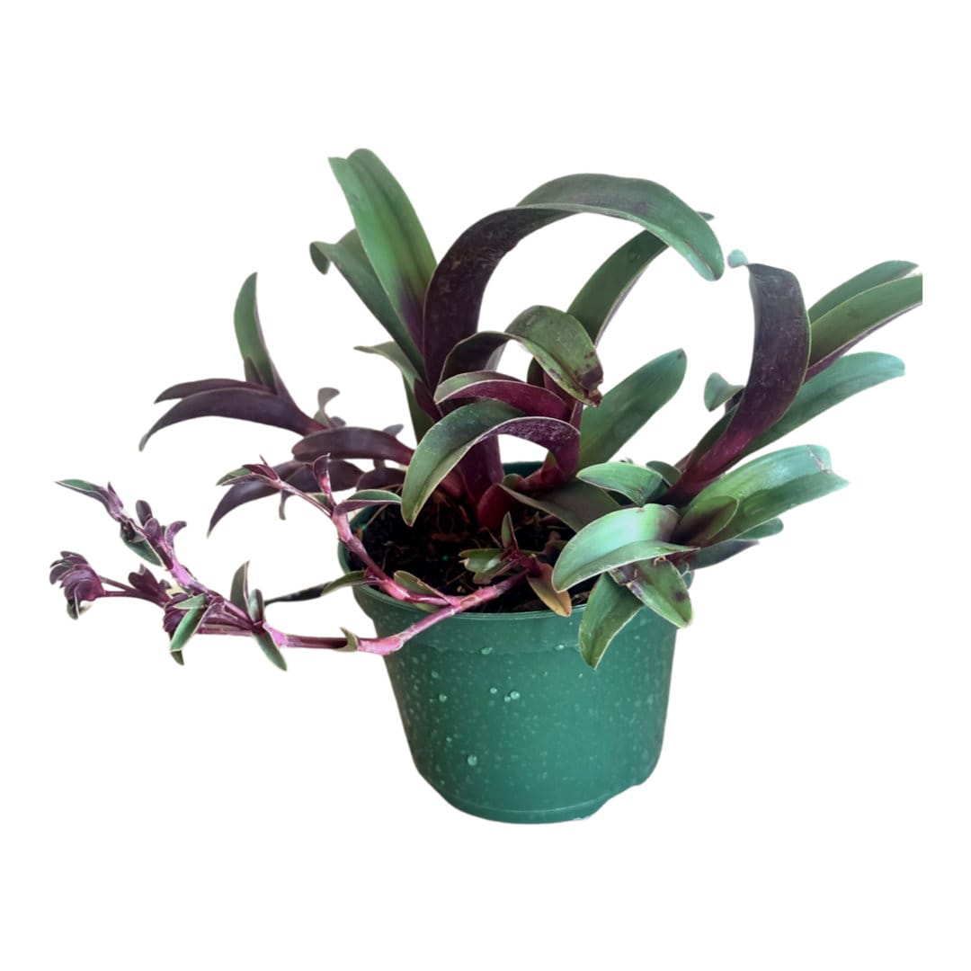 TRADESCANTIA Cyanotis Obtusa Trimen Large Full Plant LIVE PLANT - Etsy