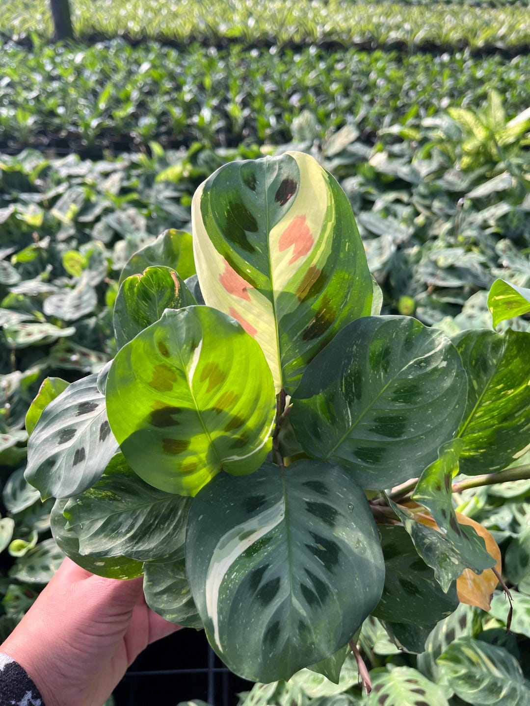 Maranta Beauty Kim - Variegated Prayer Plant in 6-inch Pot | Stunning ...