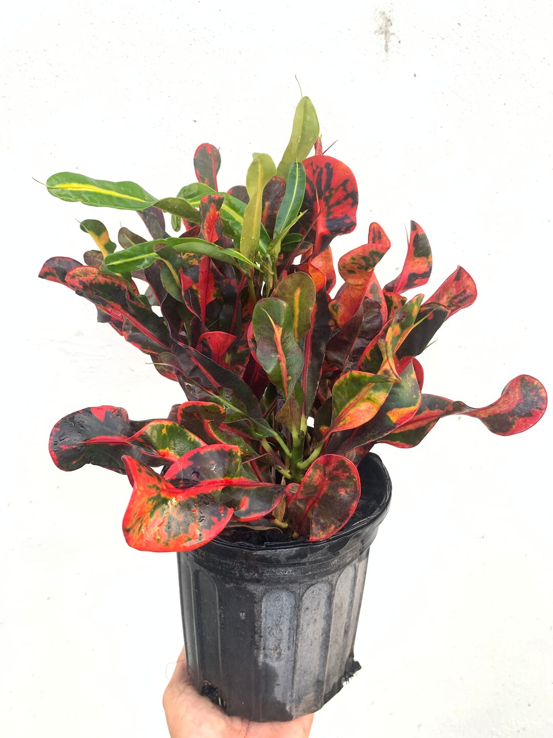 Vibrant Croton Mammy (codiaeum Variegatum) – Colorful Indoor Tropical ...