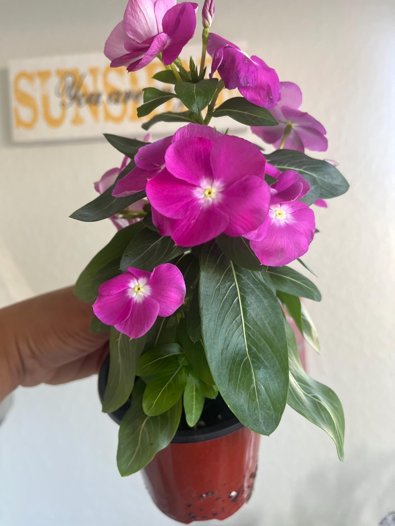 Set of 4 Orchid Pink Vinca Live Plants (madagascar Periwinkle ...