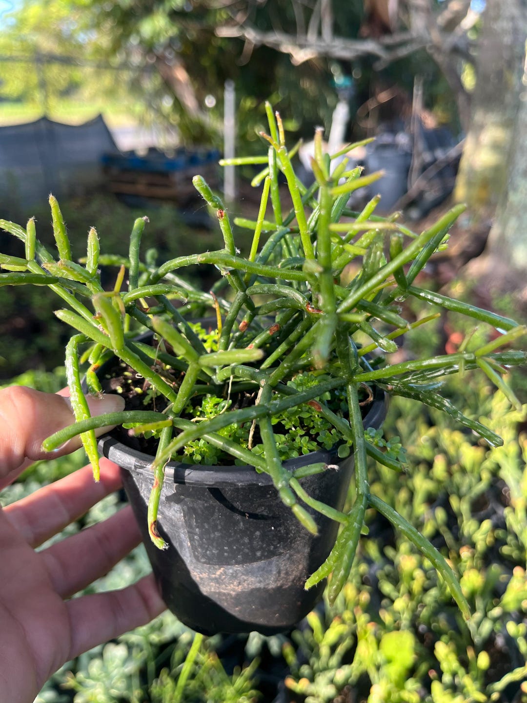 Hatiora Salicornioides - Dancing Bones Cactus in 4-inch Pot | Easy-to ...