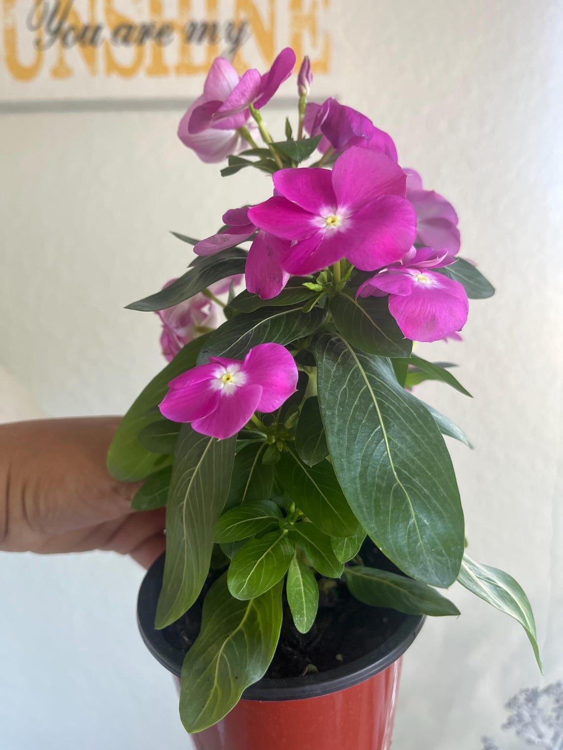 Set of 4 Orchid Pink Vinca Live Plants (madagascar Periwinkle ...
