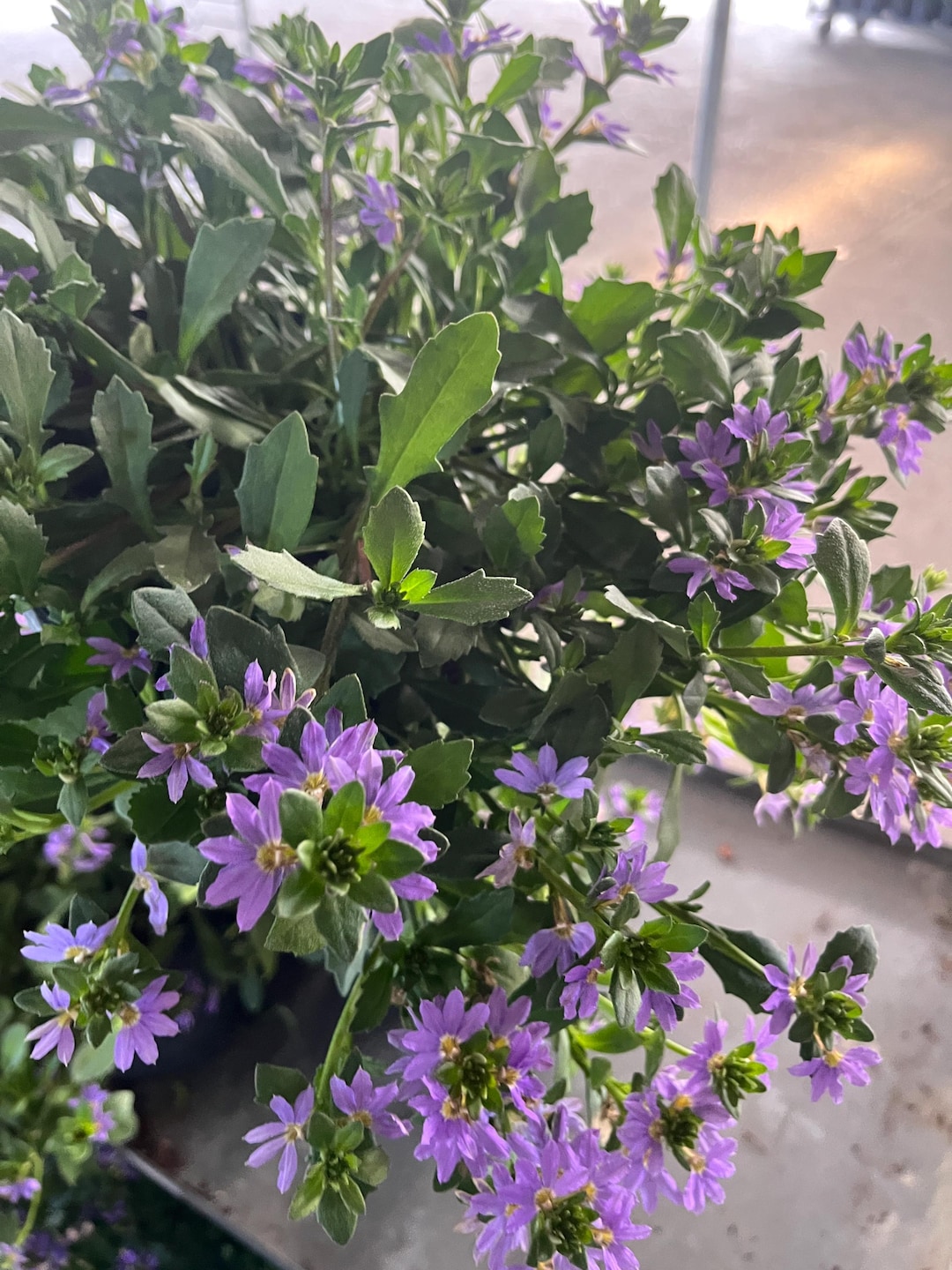 Purple Scaevola – Fairy Fan Flower | Trailing Live Plant in 6” Pot - Etsy