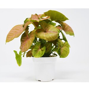Syngonium Strawberry Cream Podophyllum, Goosefoot Plant / Nephthytis ...