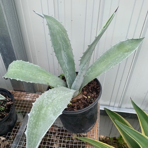 Vibrant Blue Agave Live Plant: Liven up Your Space | Tequila Agave Azul ...