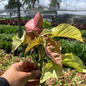 Syngonium Strawberry Cream Podophyllum, Goosefoot Plant / Nephthytis ...