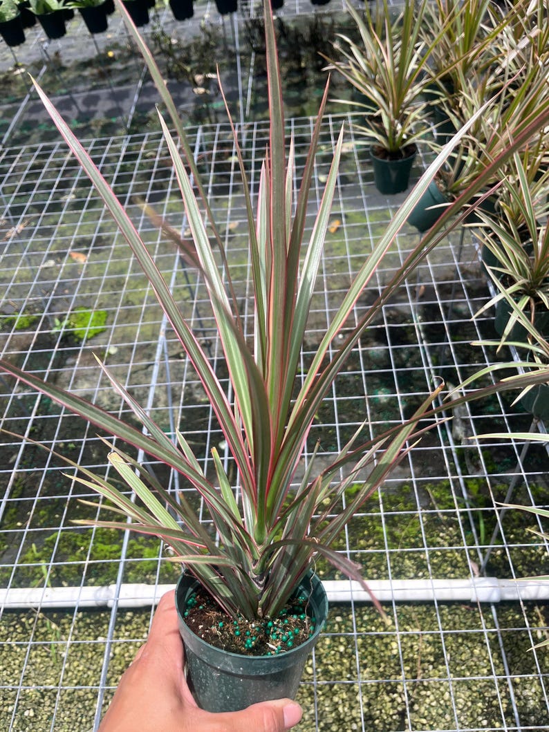 Dracaena Marginata ‘colorama’ – Striking Tricolor Dragon Tree | Live ...