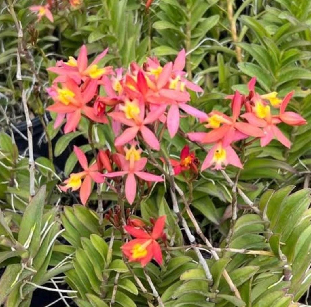 Pink Salmon Peach Orchid Epidendrum Radicans - Fire Star Orchid-five ...