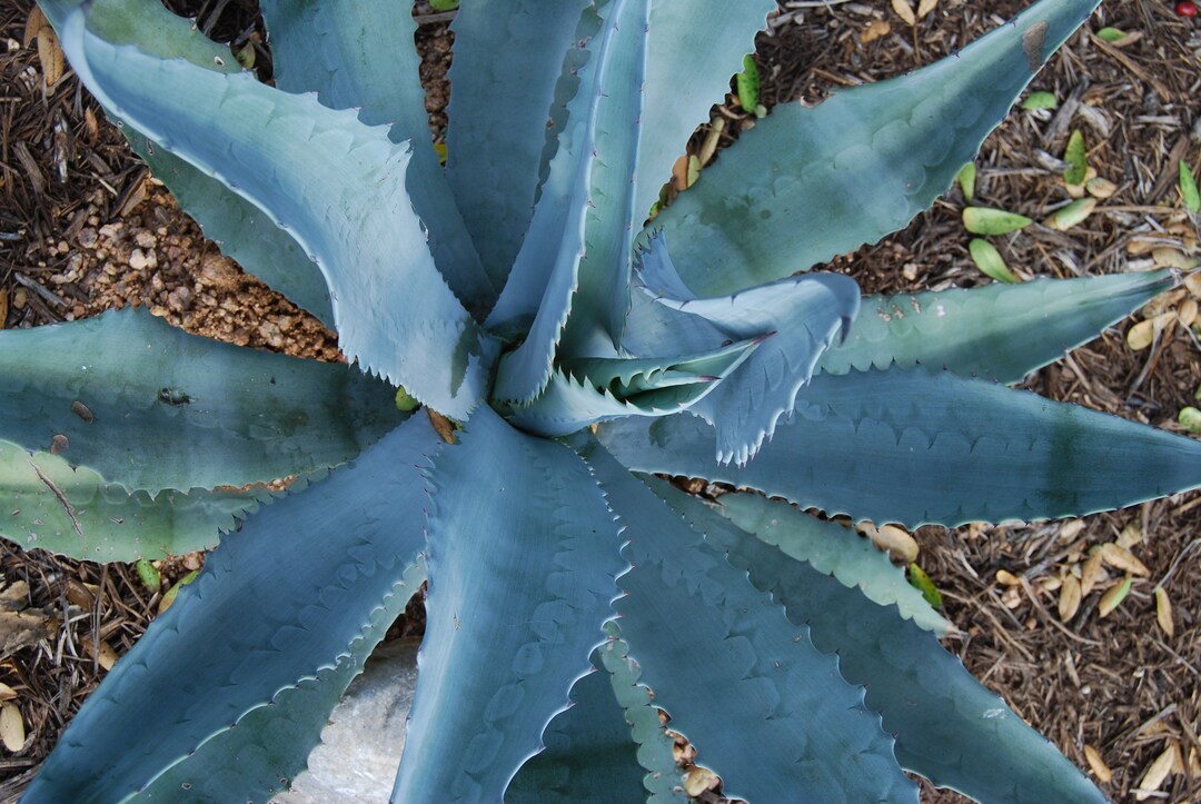 Vibrant Blue Agave Live Plant: Liven up Your Space | Tequila Agave Azul ...