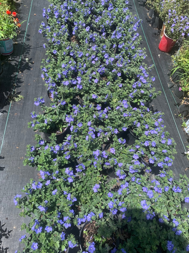 Blue My Mind Dwarf Morning Glory Plant - 6in Pot - Full Bloom Ready - Etsy