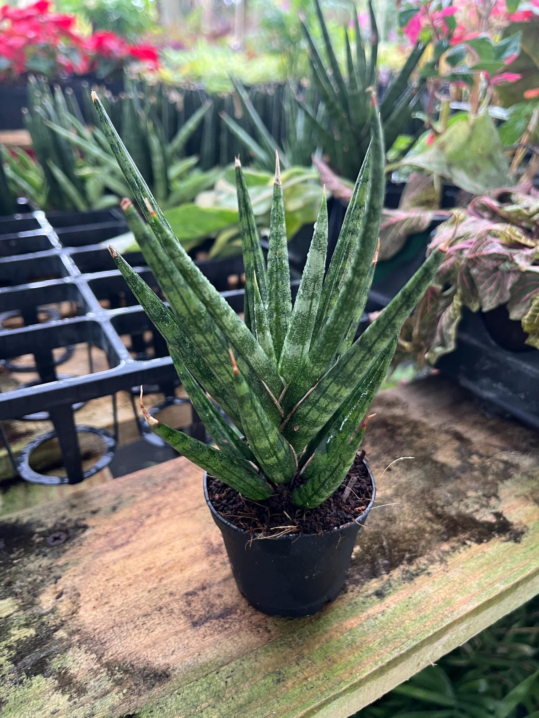 Rare Sansevieria Francisii: Spiked Snake Plant, Low Maintenance ...