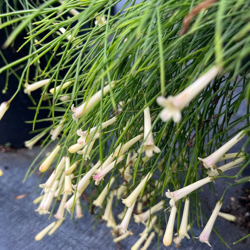 Firecracker Plant - Etsy