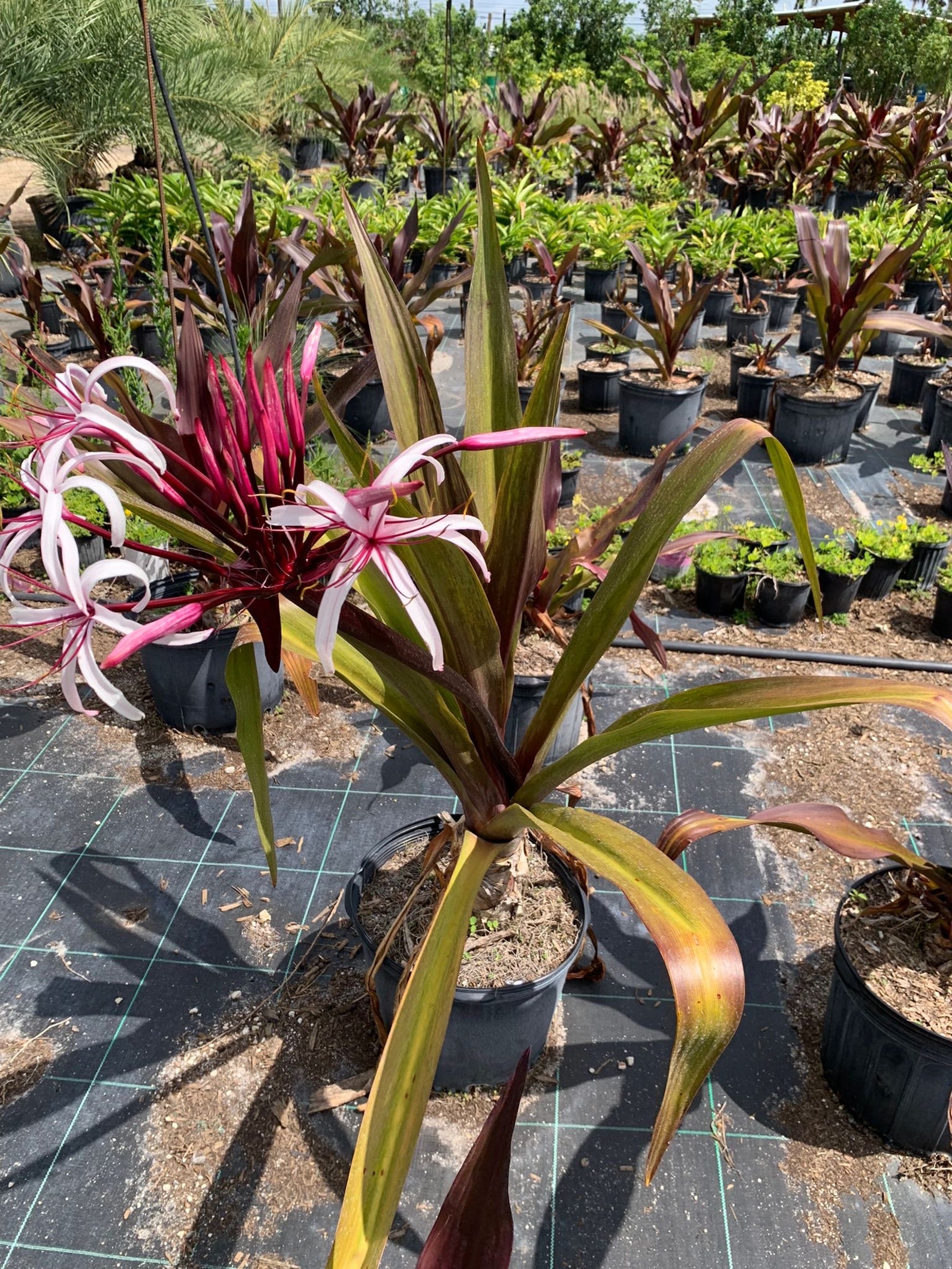 Queen Emma - Crinum Lily Large - House Plant Garden, Landscape Plants ...
