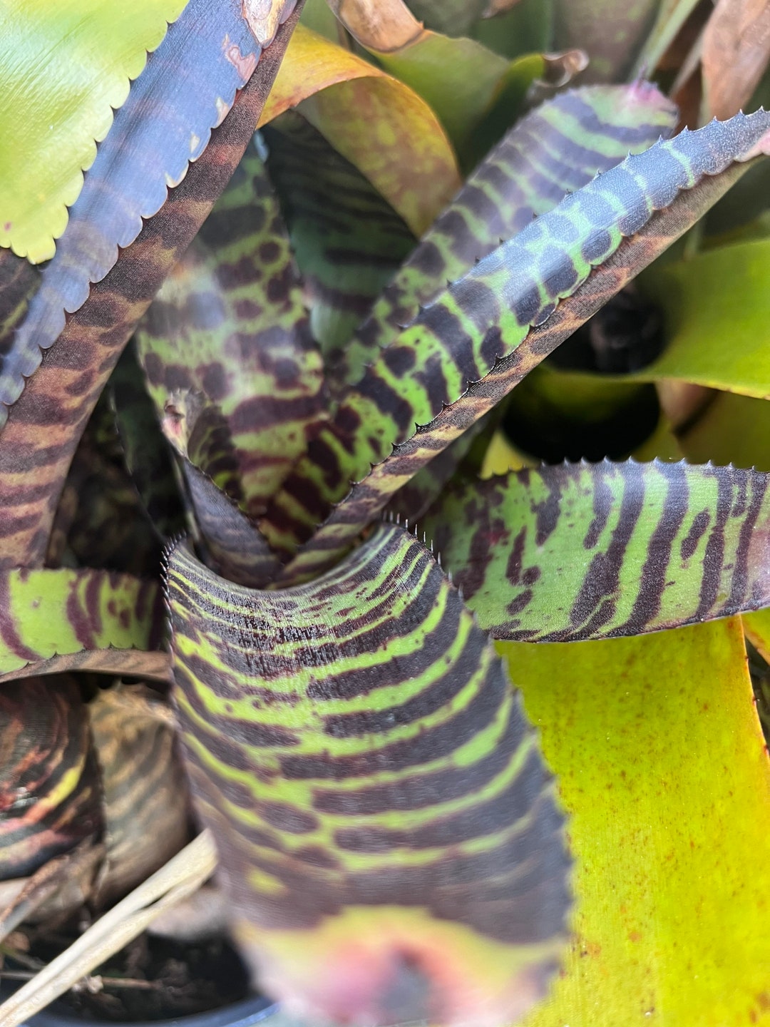 Bromeliad, Zebra Bromeliad/ 1 Live Plant- Aechmea Chantinii - Etsy