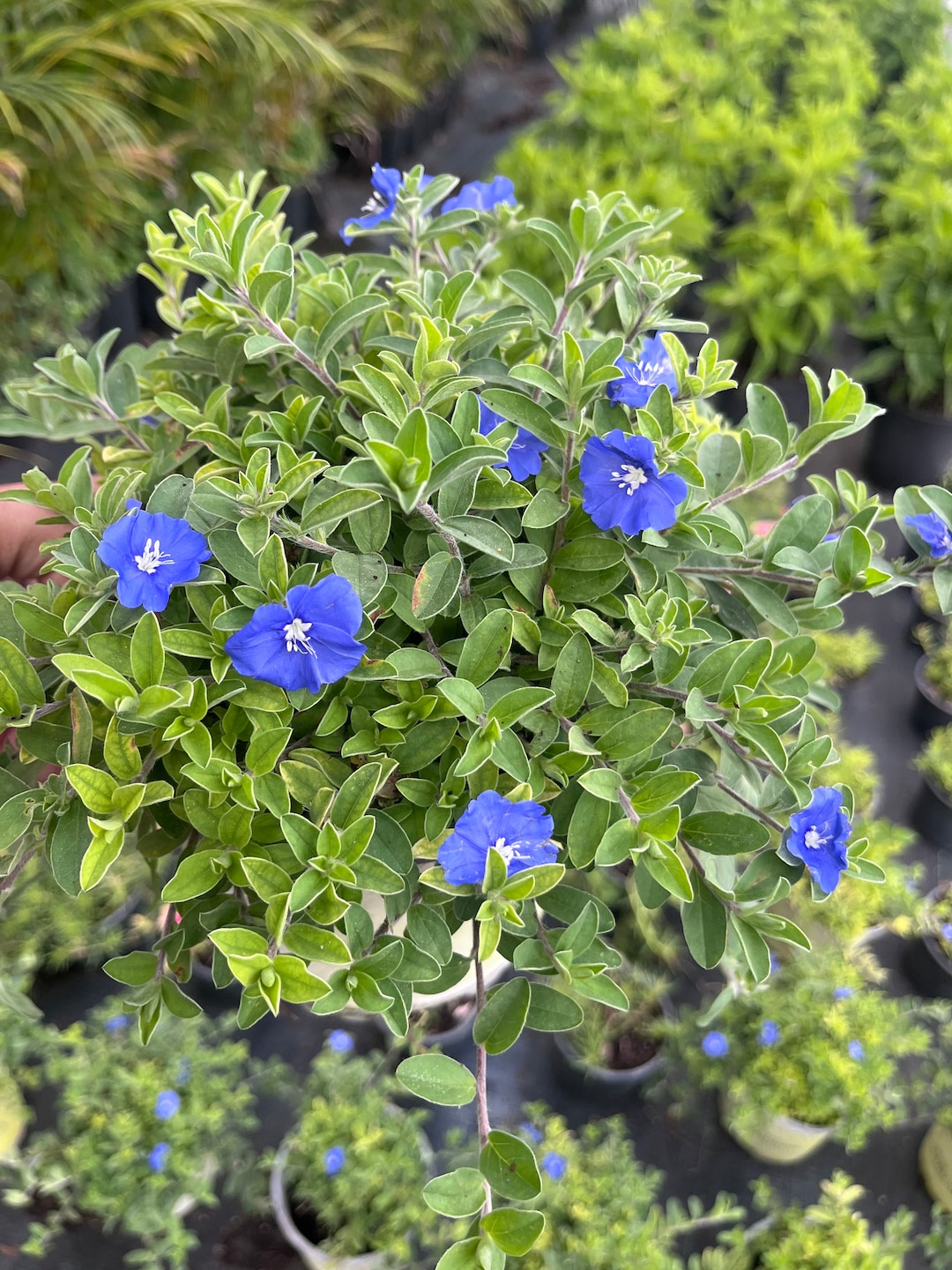 Blue My Mind Dwarf Morning Glory: Full Live Plant (6in Pot) - Etsy