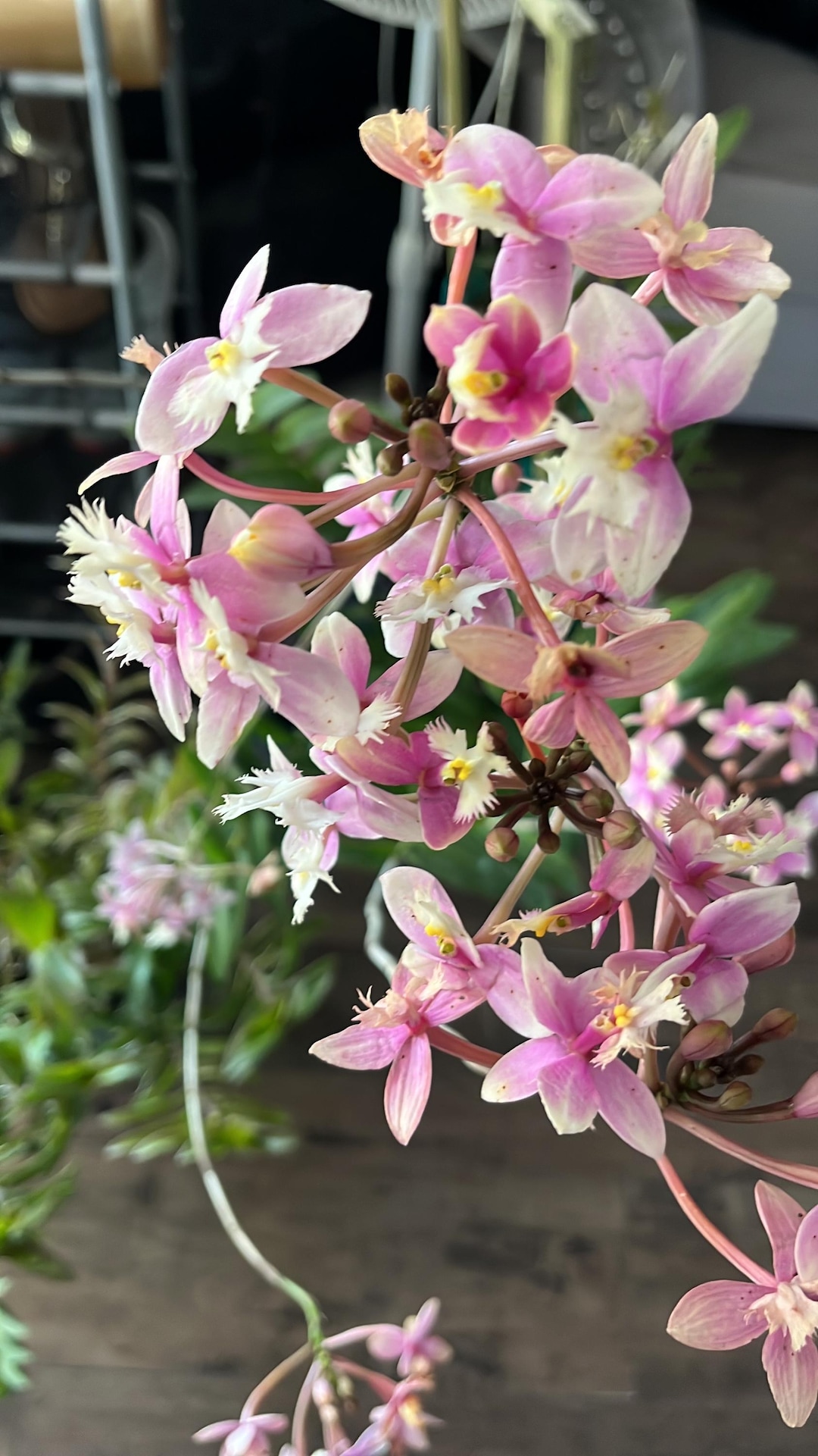 Wedding Valley Pink Orchid Epidendrum Radicans - Fire Star Orchid-five ...