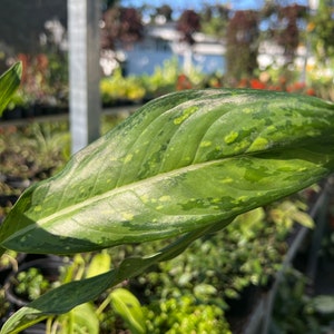 Aglaonomena Tigress Variegated—-red Siam Plant, Siam Aurora, Aglaonema ...