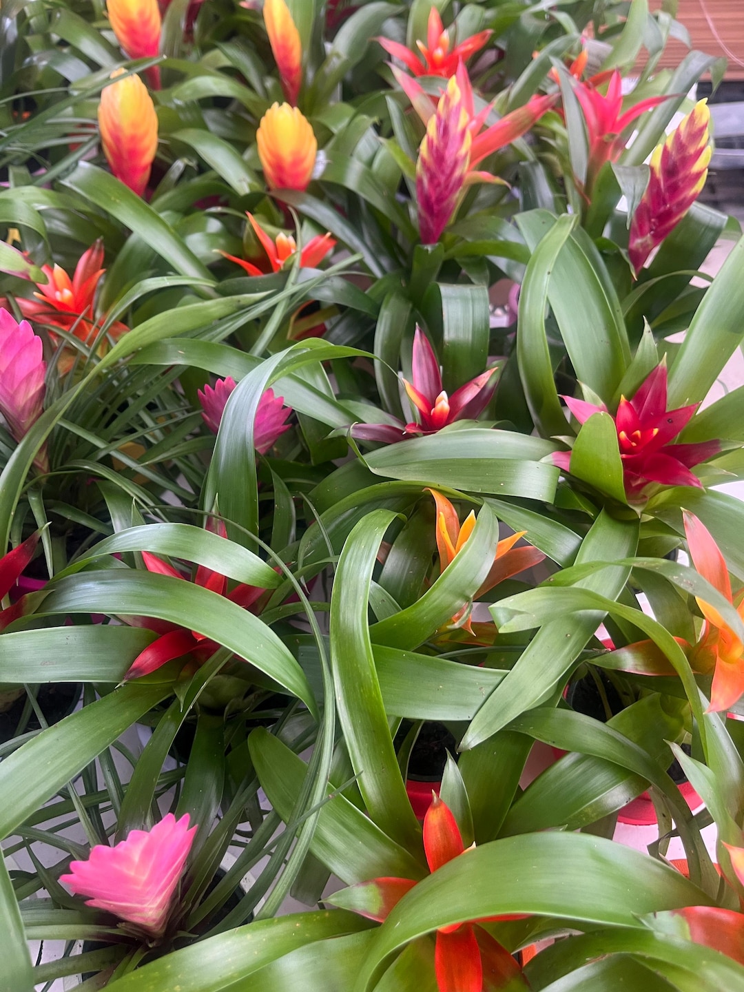 Colorful Bromeliad Garden Mix – Set of 3 Tropical Bromeliads in 2” Pots ...