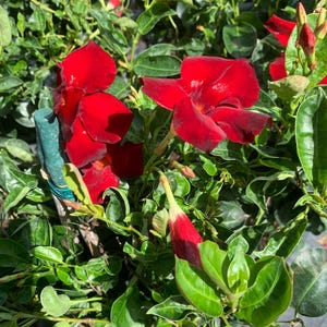 Large Red Mandevilla Vine mandevilla Sanderi Lush Tropical Flowering ...