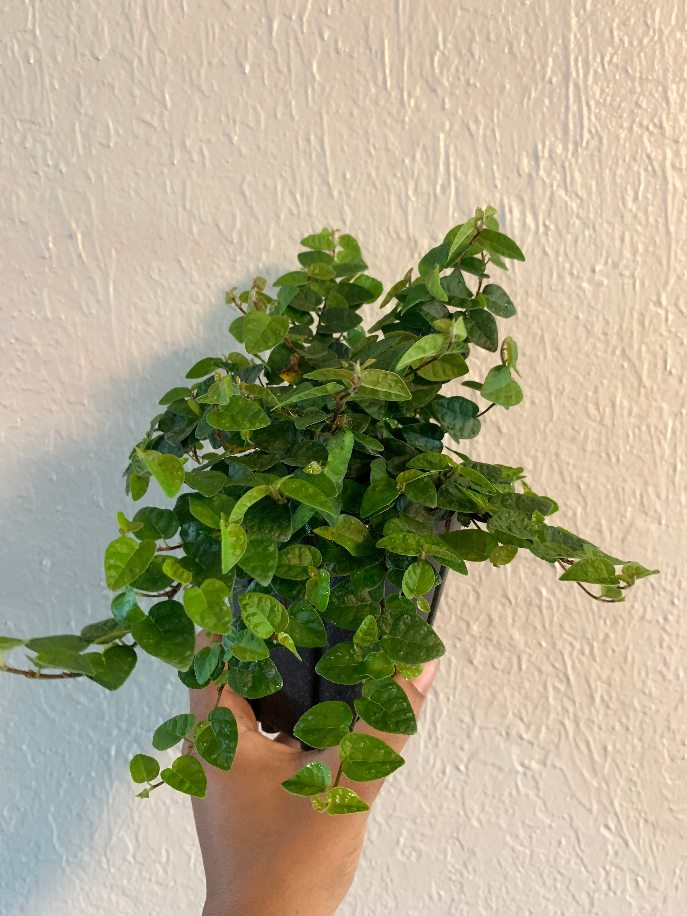 Charming Ficus Pumila Minima – Miniature Creeping Fig for Lush Greenery ...