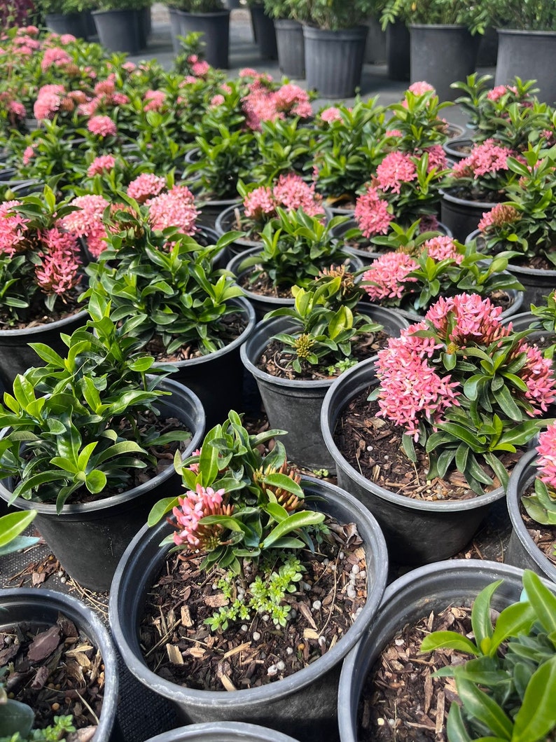 Dwarf Pink Ixora Plant - 6in Pot - Tropical Landscaping - Etsy