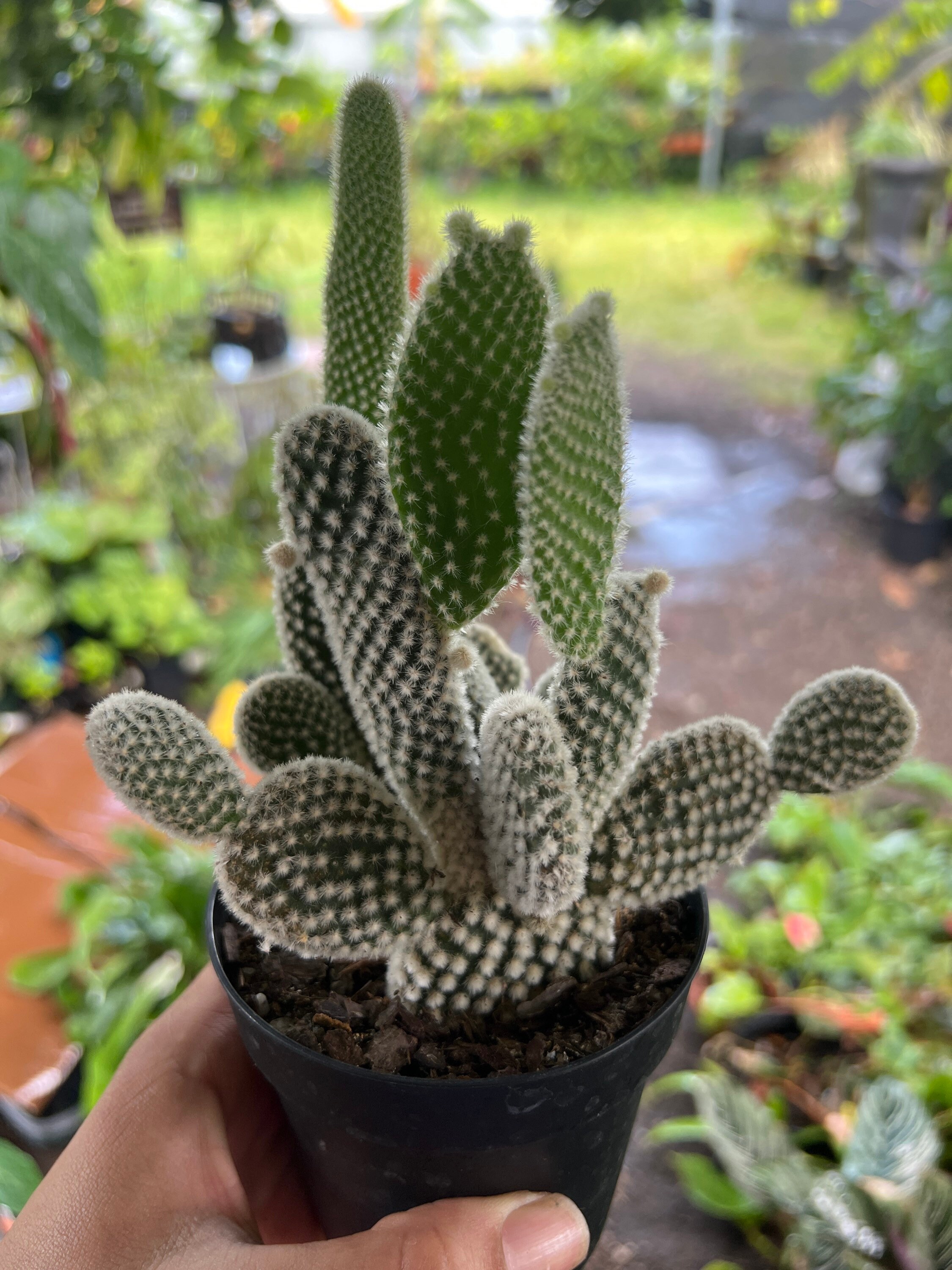 Cactus Opuntia Macrocalyx Mickey Ears Cactus Large 4in Full - Etsy