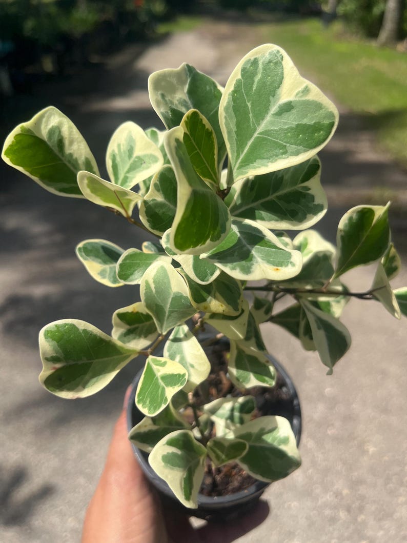Ficus Triangularis Variegata – Variegated Triangle Fig | Rare ...