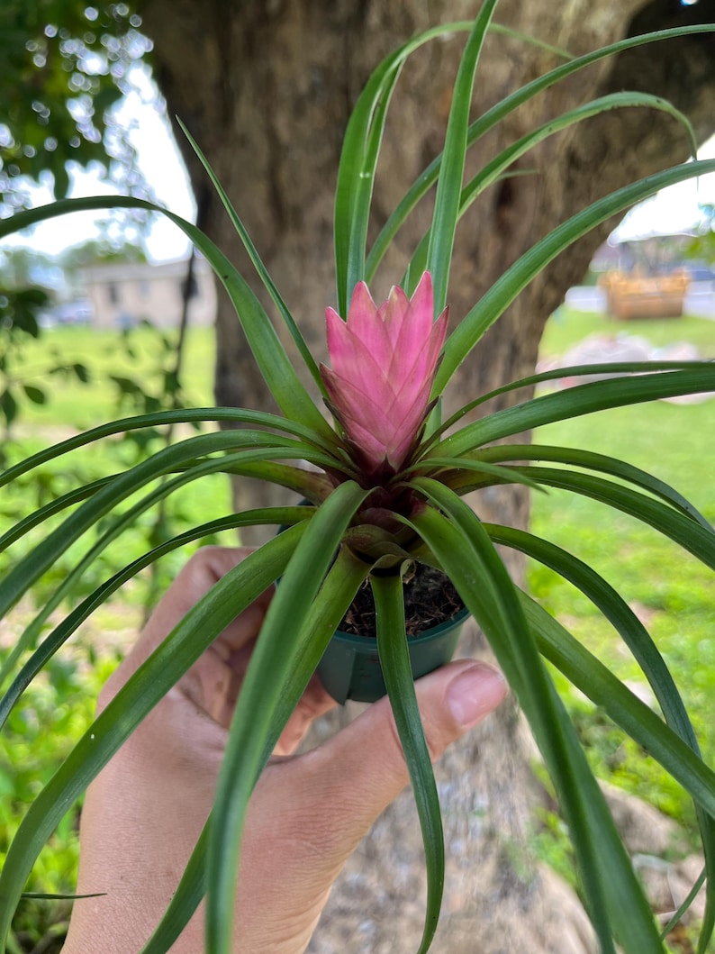 Colorful Bromeliad Garden Mix – Set of 3 Tropical Bromeliads in 2” Pots ...