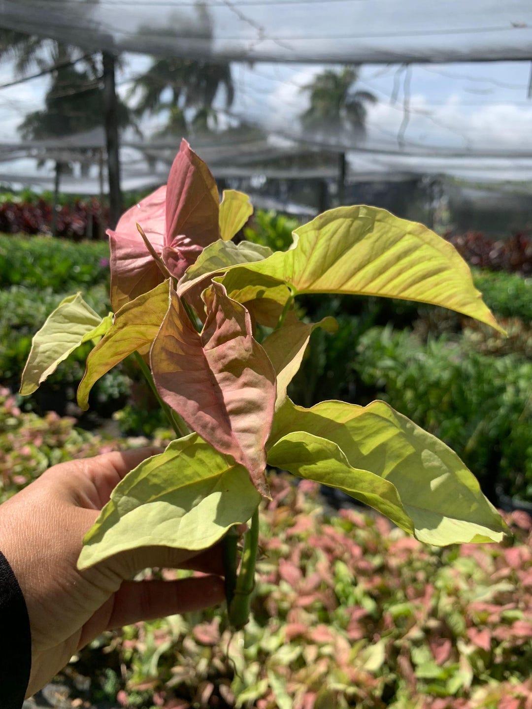 Syngonium Strawberry Cream Podophyllum, Goosefoot Plant / Nephthytis ...