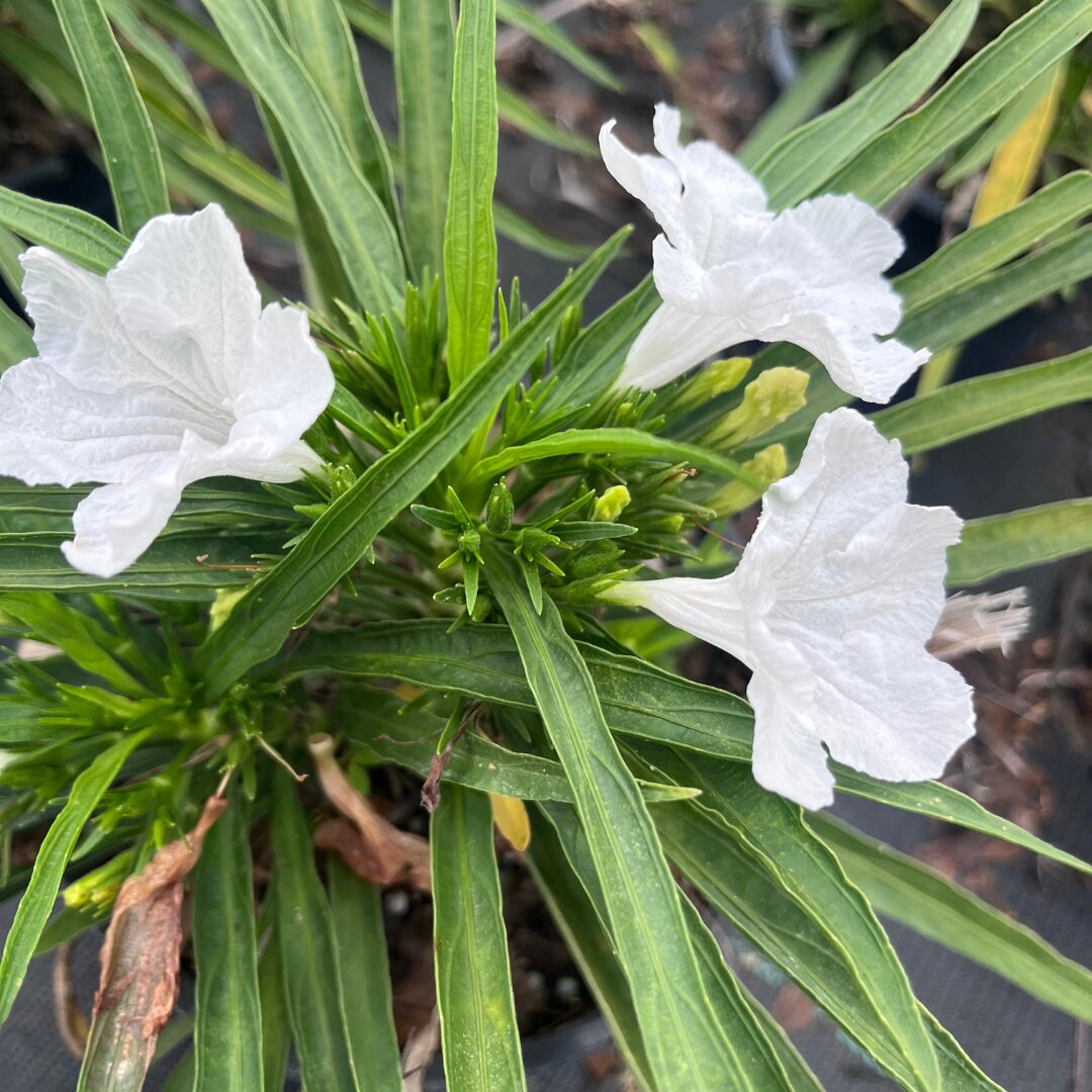 Rubella Dwarf Plant: Burgundy Foliage Ophiopogon Japonicus - Etsy