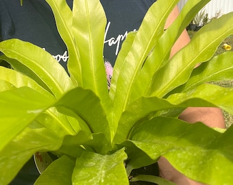 Raffle Event Tickets Downloadable and Printable Document PDF - Etsy