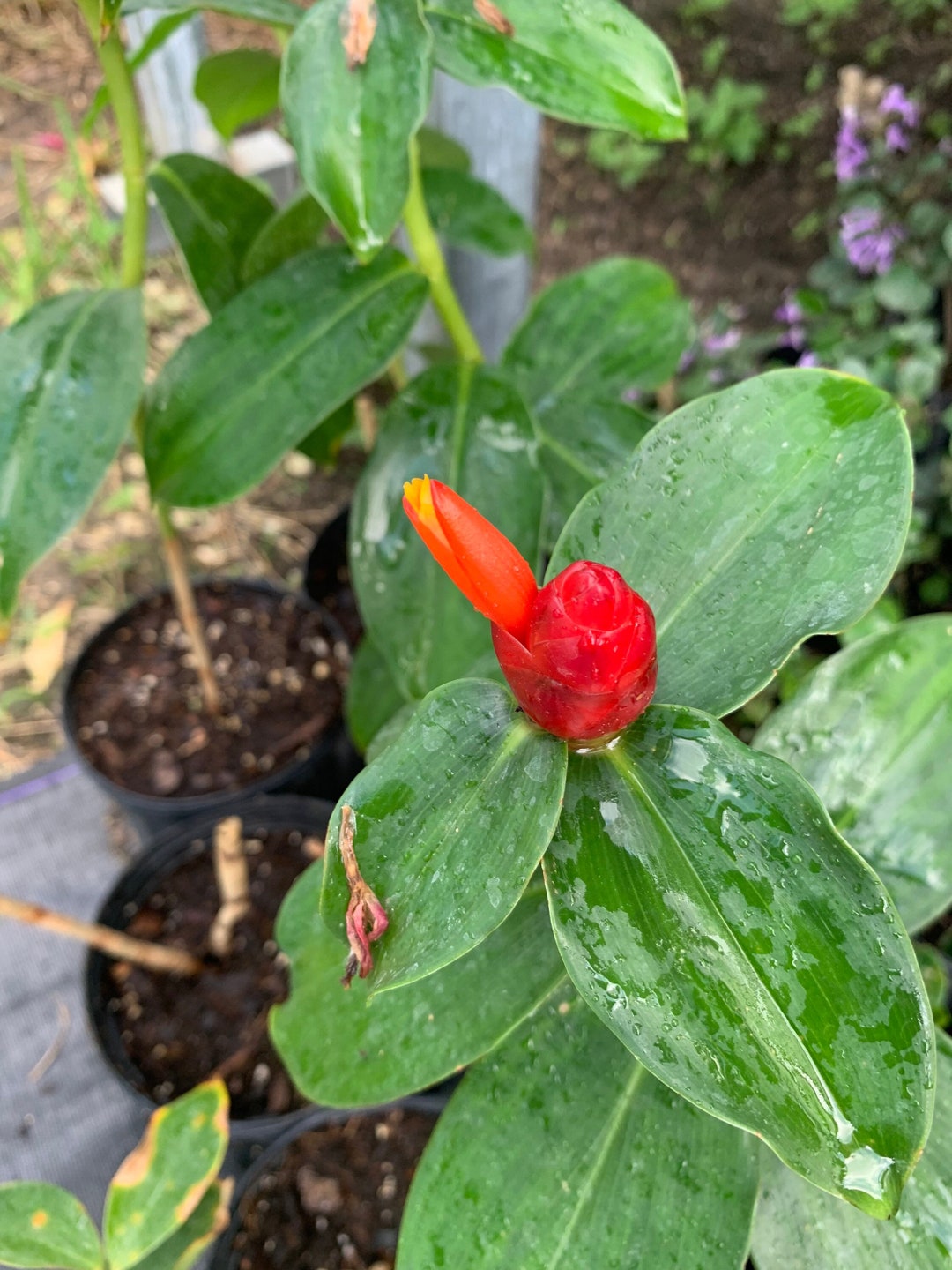 Red Button Ginger Plant (costus Woodsonii) - Tropical Lily Rhizome - Etsy