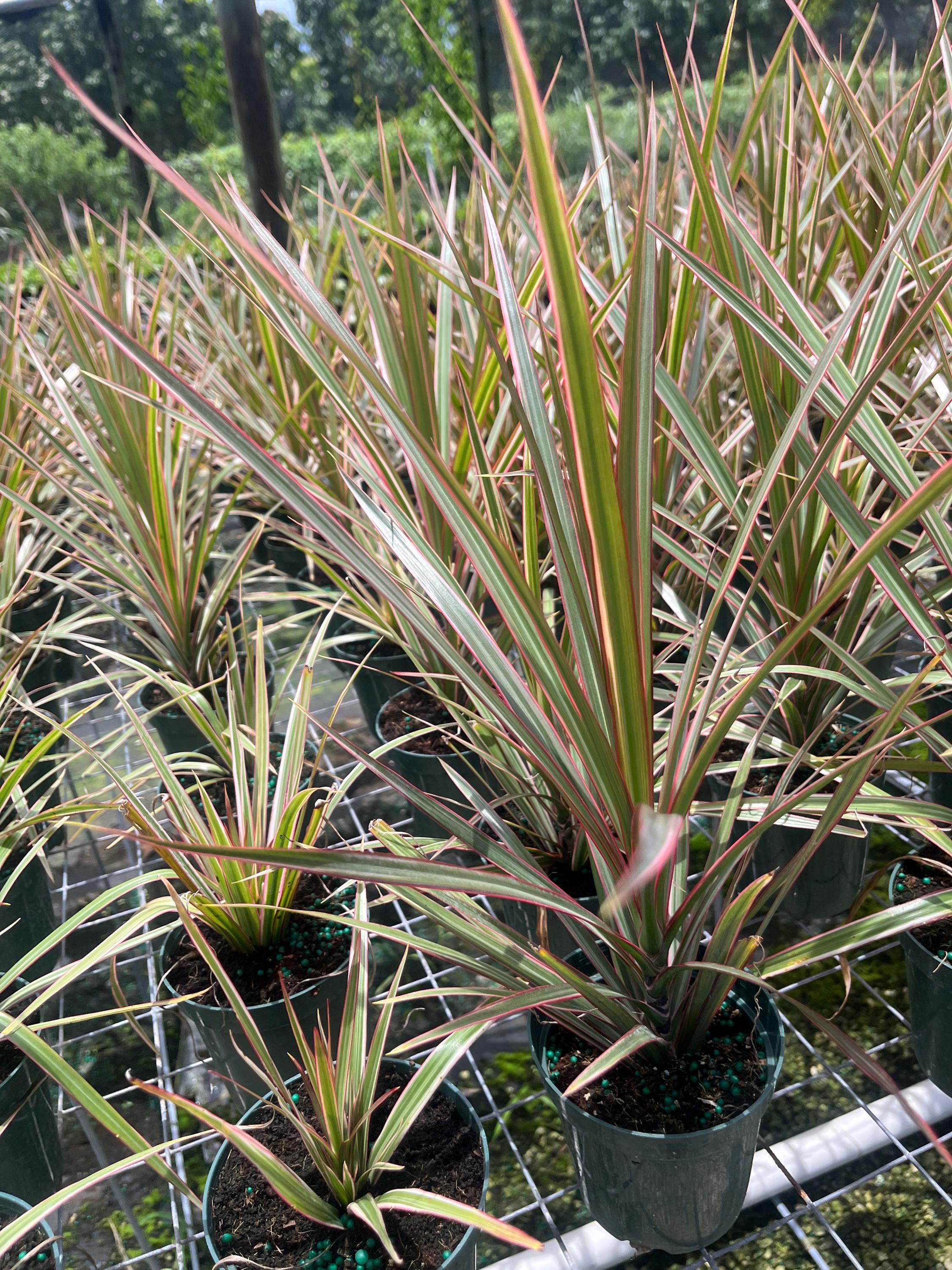 Dracaena Marginata ‘colorama’ – Striking Tricolor Dragon Tree | Live ...