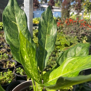 Aglaonomena Tigress Variegated—-red Siam Plant, Siam Aurora, Aglaonema ...