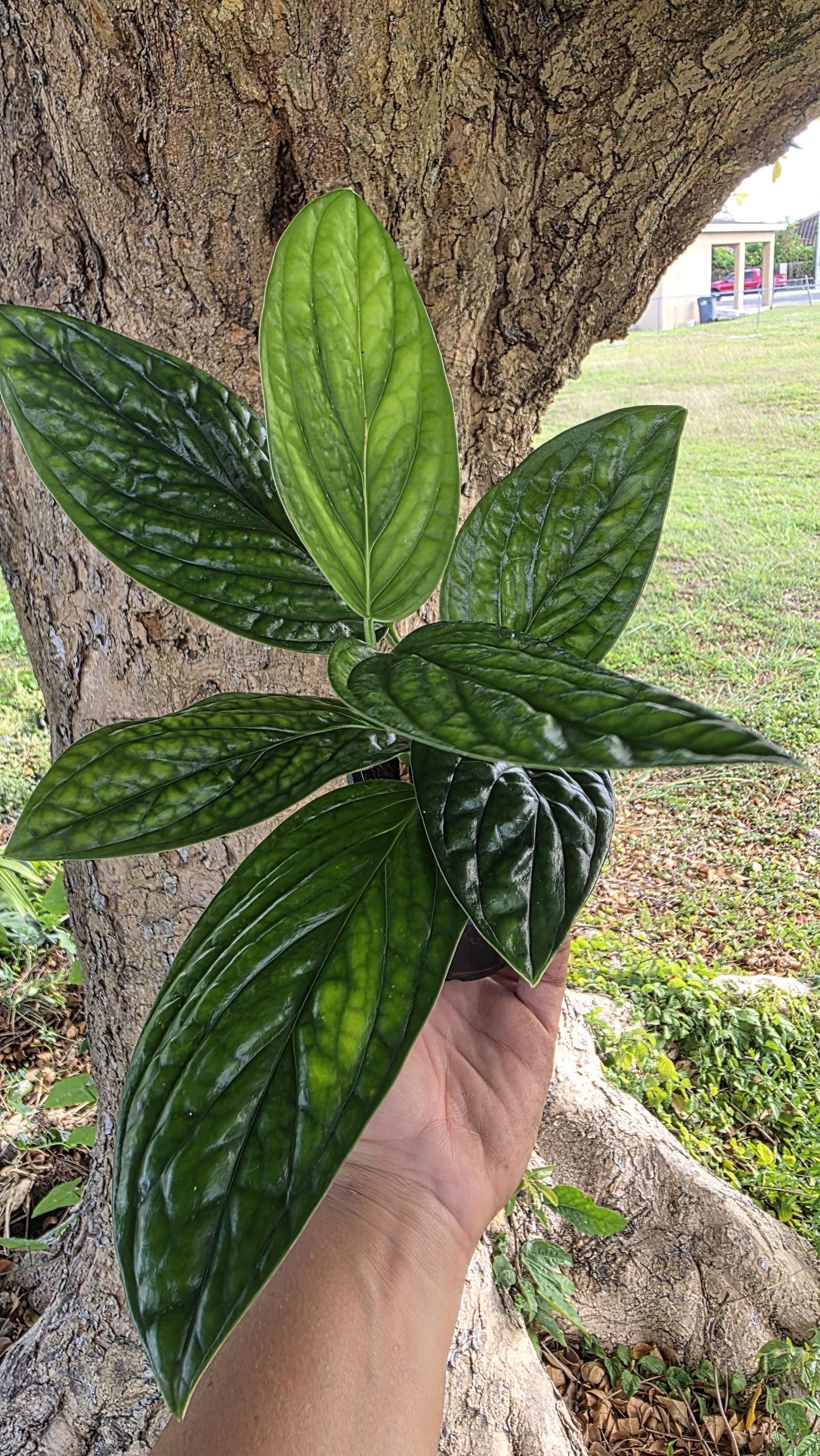 Monstera Peru, Philodendron Peru Galaxy, Exotic Houseplant Collection ...