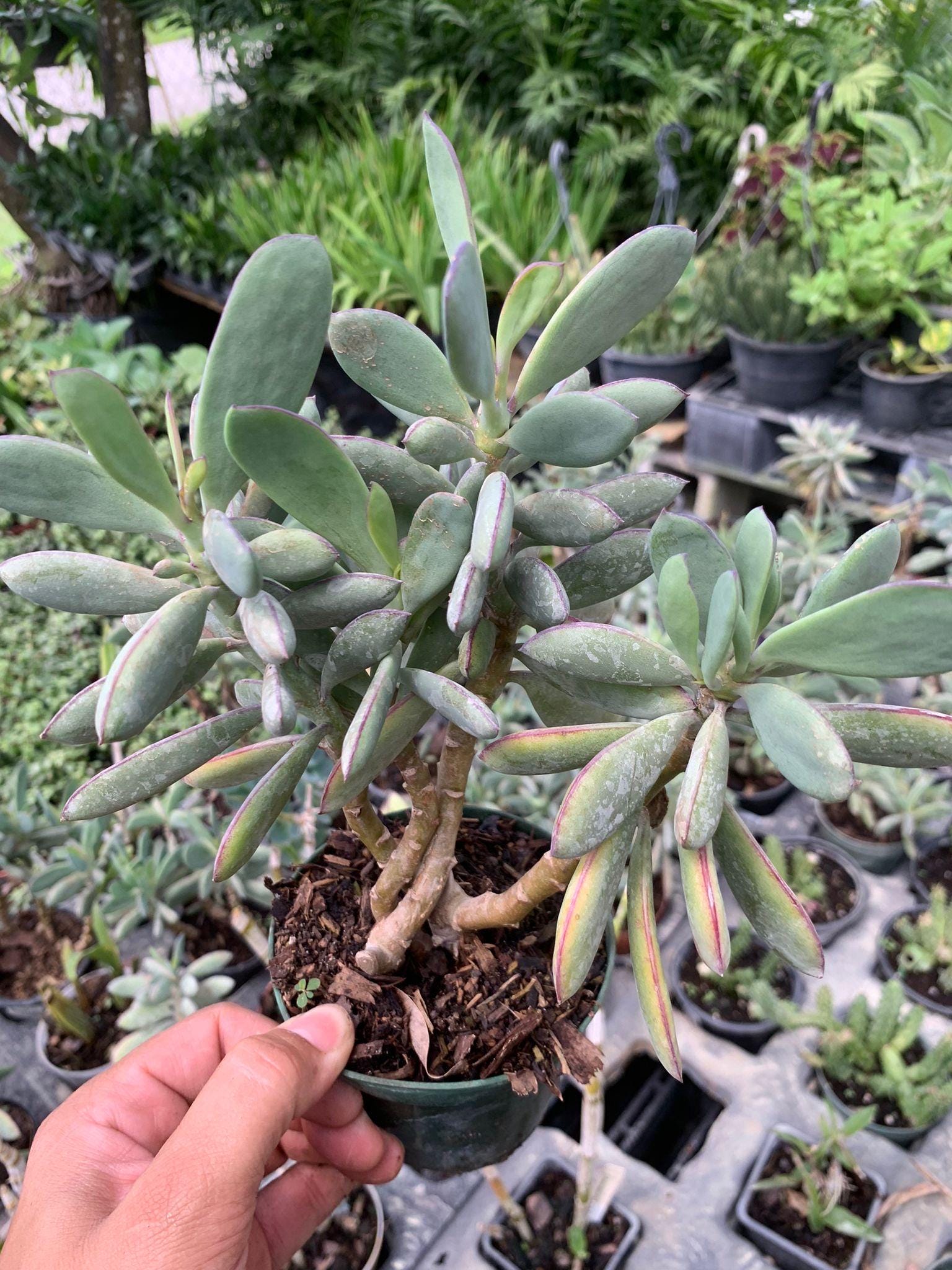 Propeller Plant Succulent (crassula Falcata): Easy Care Indoor Plant - Etsy
