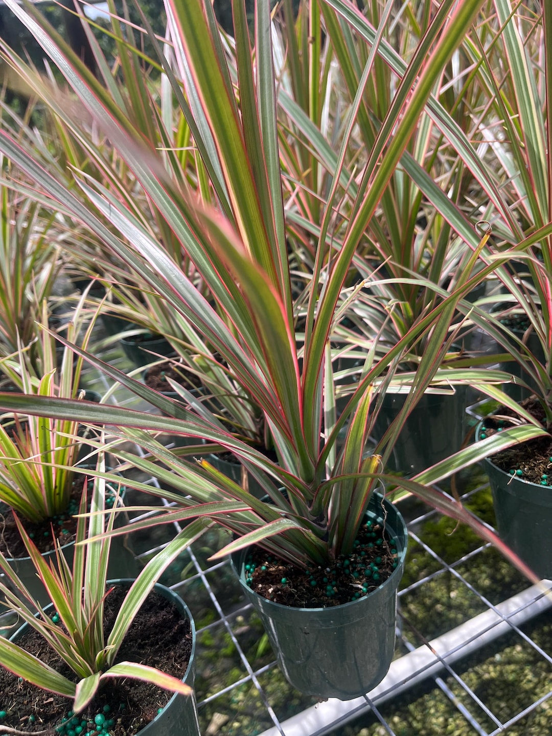 Dracaena Marginata ‘colorama’ – Striking Tricolor Dragon Tree | Live ...