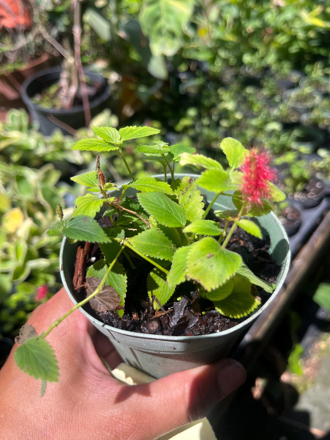 Dwarf Chenille Plant – Acalypha Pendula ‘strawberry Firetails ...