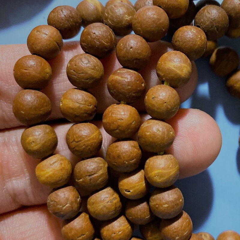 Bodhi Tree Seeds - Etsy